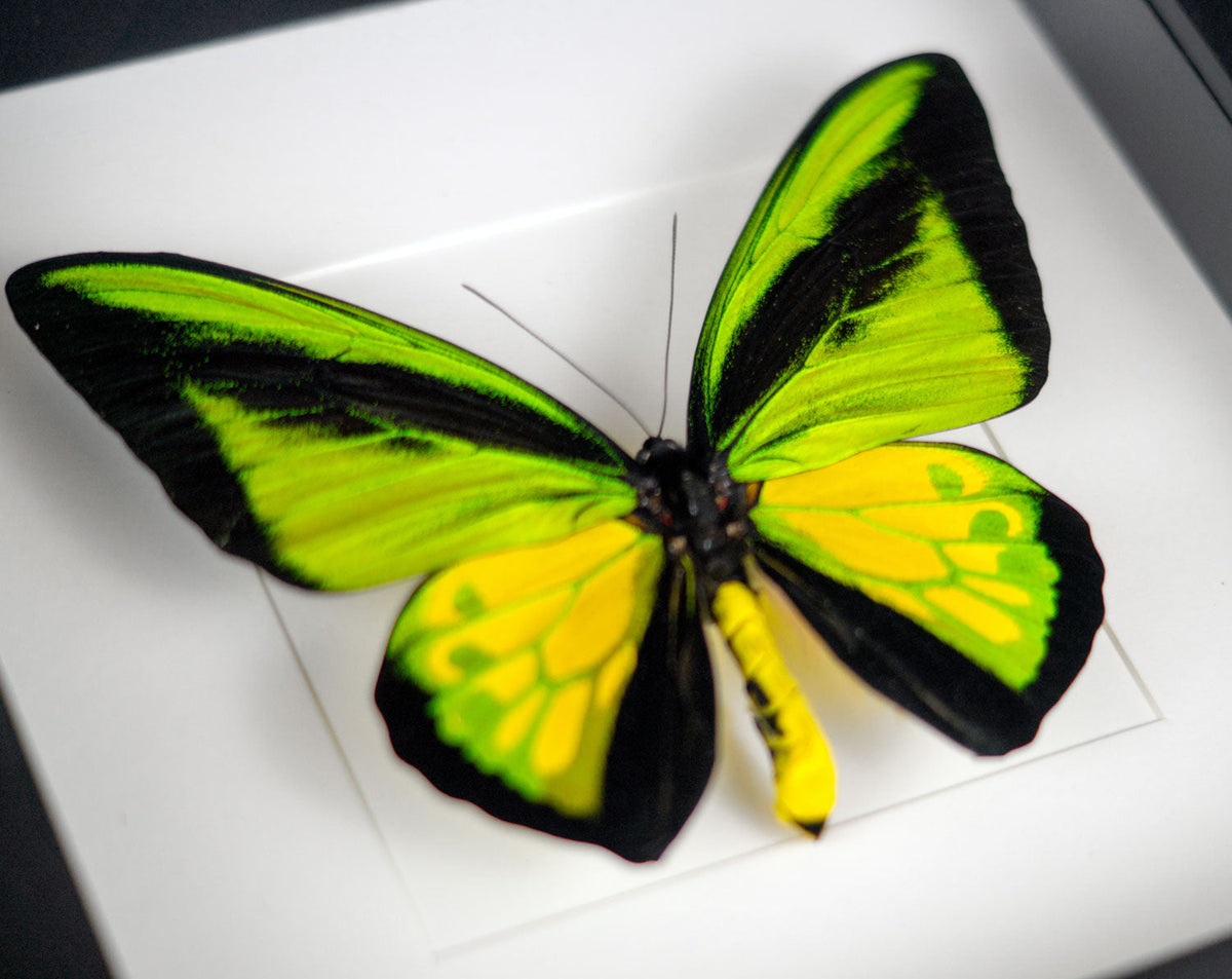 Echter schöner eingerahmter Schmetterling, Ornithoptera procus XXL Männchen – InsectArt