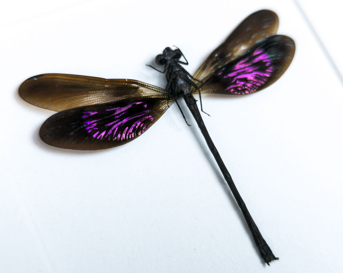 Real framed dragonfly, Euphaea variegata – InsectArt