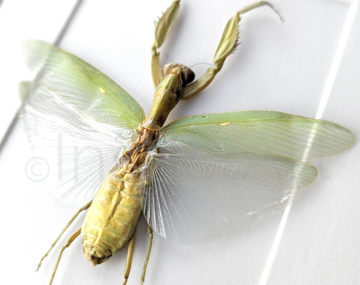 Real framed Mantis, Hierodula patellifera mantis insect in picture ...