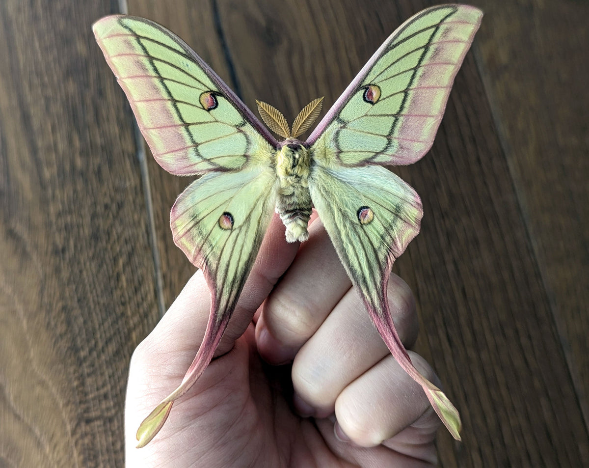 Rare Actias dubernardi x graellsia hybrid framed curiosities decoration ...