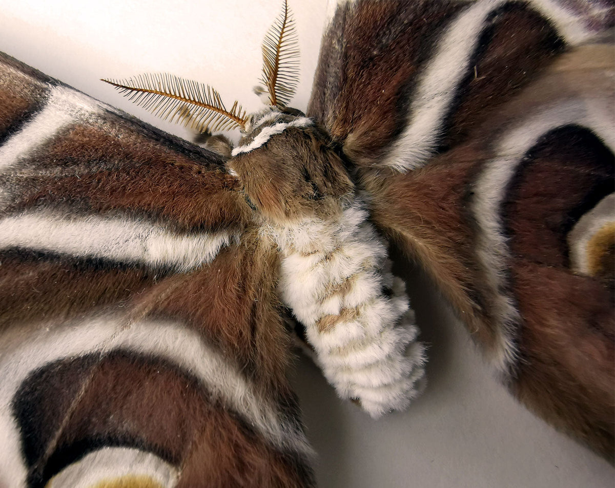 Real framed moth, Samia cynthia Tree of Heaven moth Ailanthus moth ...