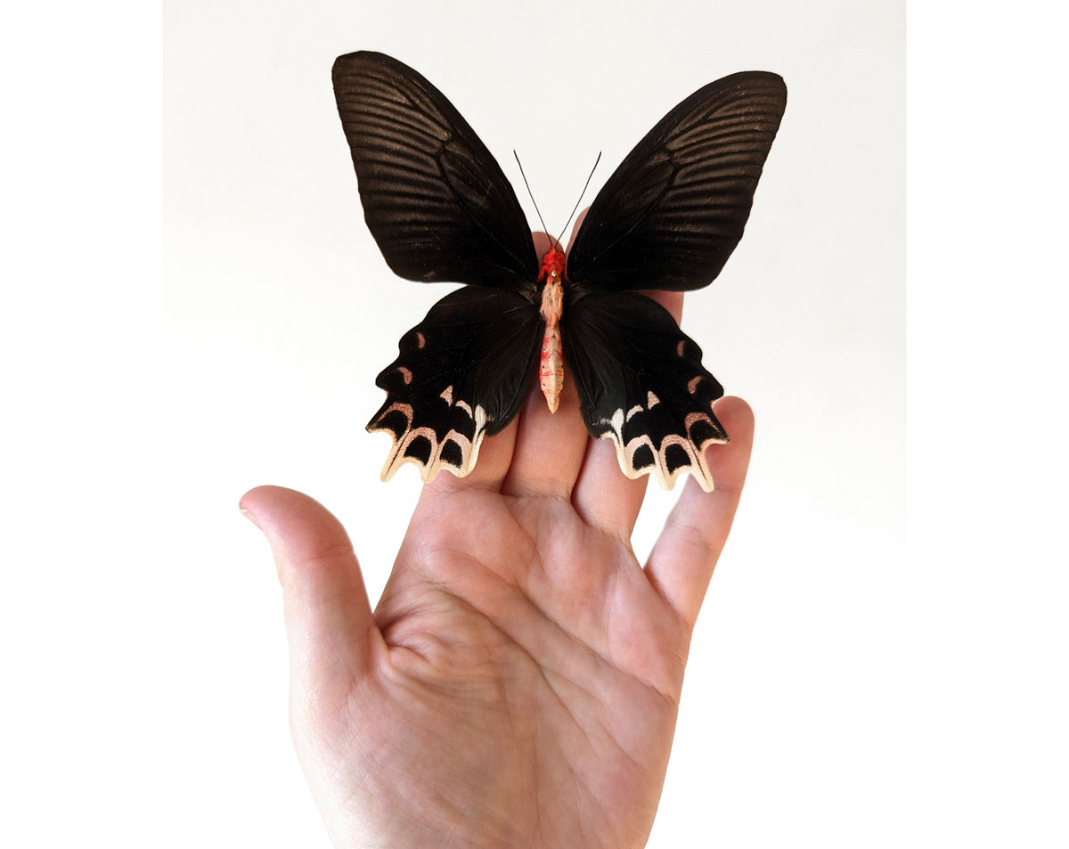 Real red black framed butterfly, Atrophaneura semperi female – InsectArt