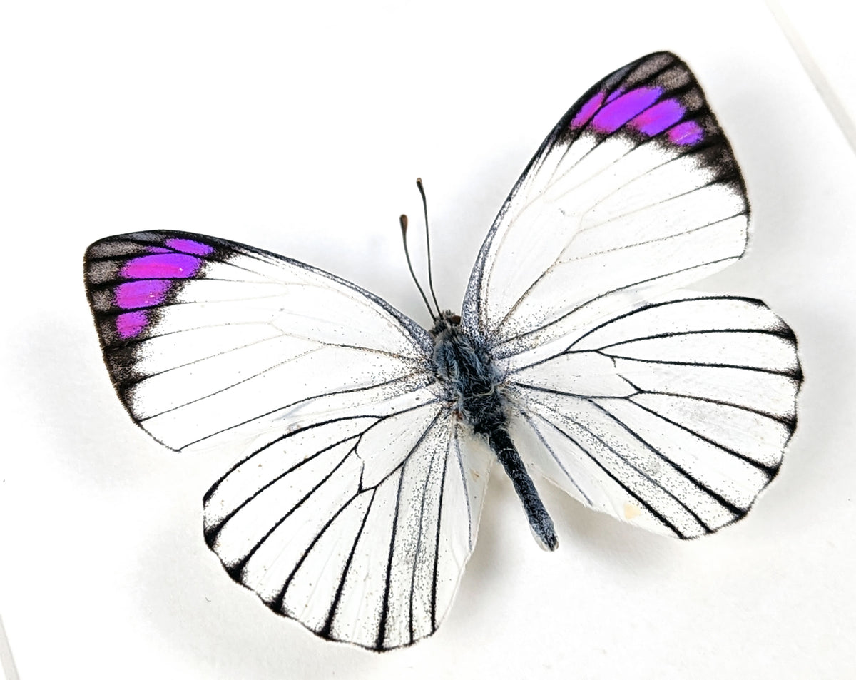Echter weißer violetter lila Schmetterling im Rahmen, Colotis ione aus ...