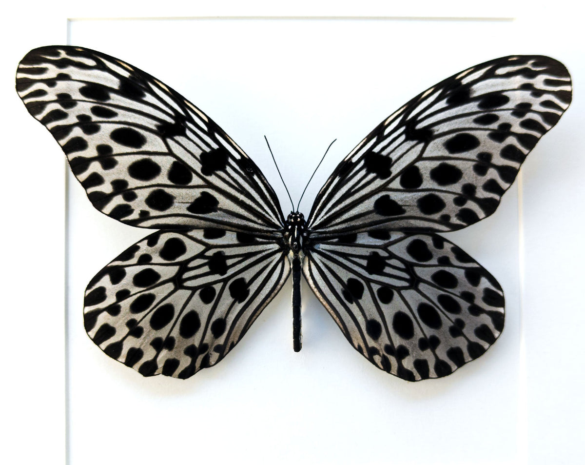 Real framed butterfly, Idea lynceus tree nymph male – InsectArt