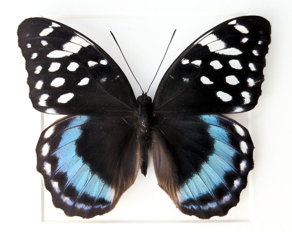 Echter Schmetterling im Rahmen Lexias satrapes "Archduke" – InsectArt