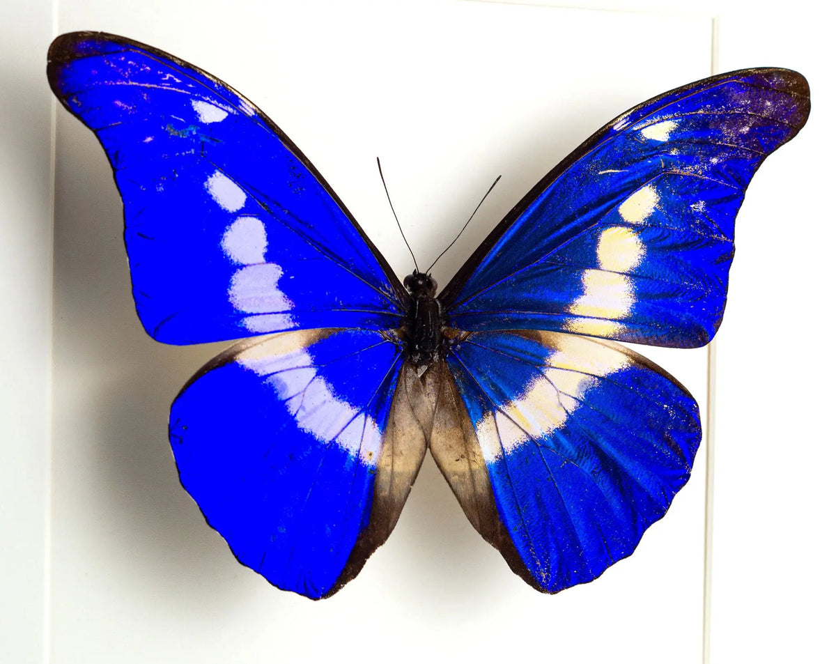 True blue framed butterfly, Morpho helena male – InsectArt