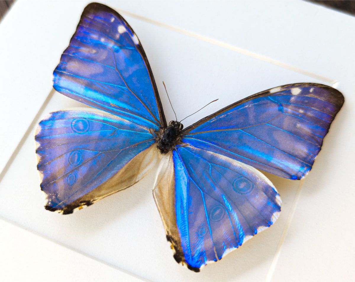 True blue framed butterfly, Morpho zephyritis male – InsectArt
