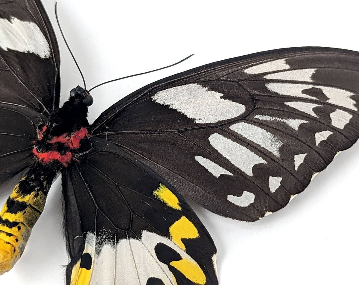 Real framed butterfly, Ornithoptera priamus poseidon female in ...