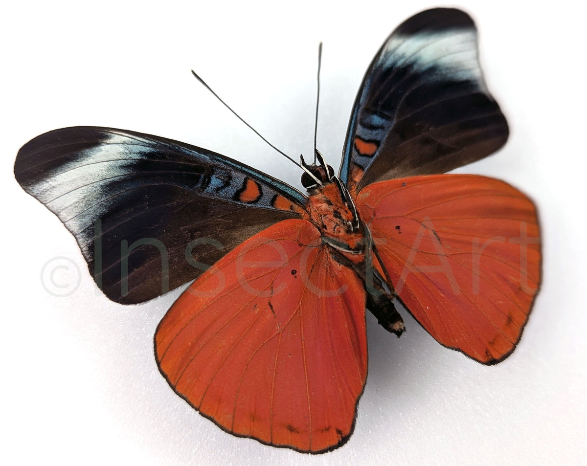 Real red butterfly in frame, Panacea prola Red Flasher – InsectArt
