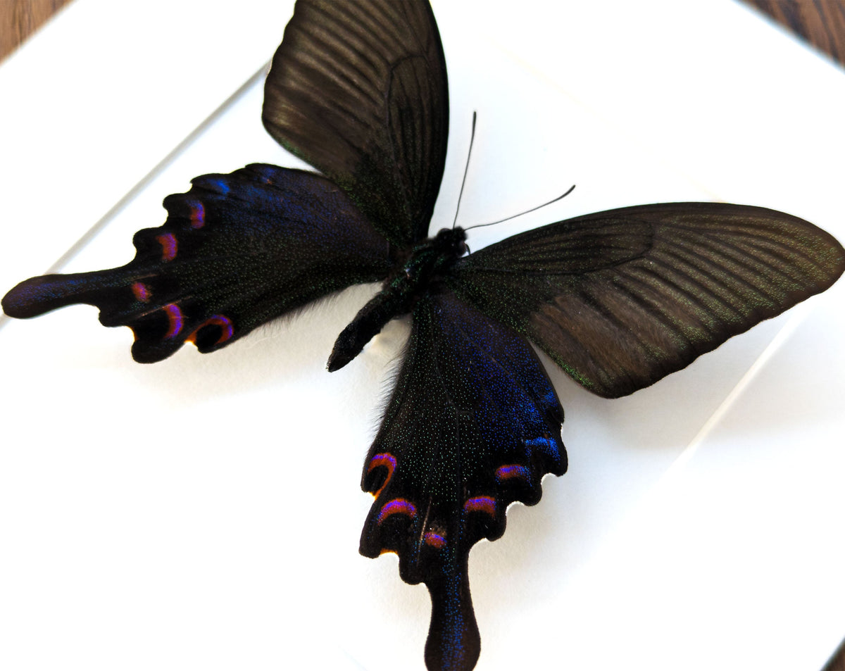 Real butterfly in frame, Papilio bianor common peacock Chinese peacock ...