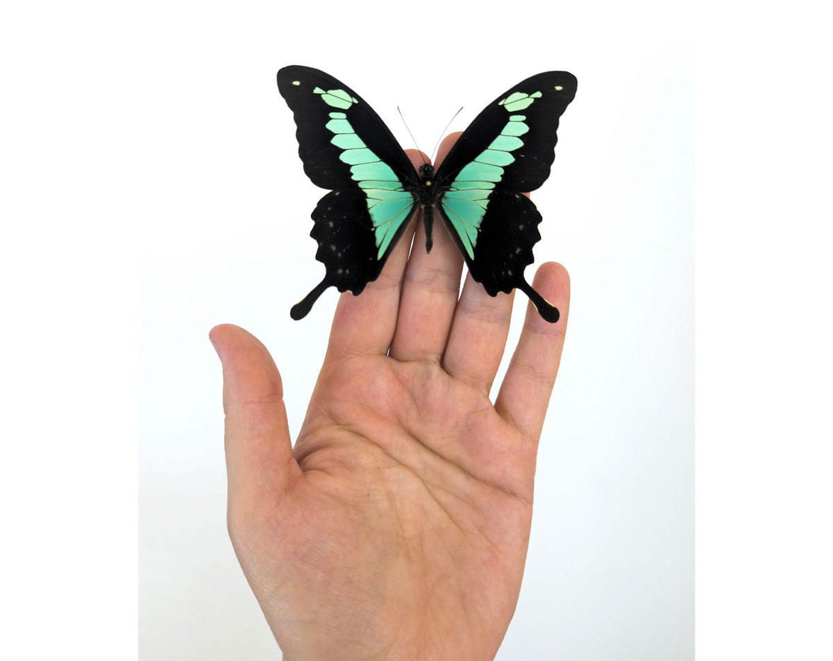 Real framed butterfly, Papilio phorcas apple-green swallowtail – InsectArt