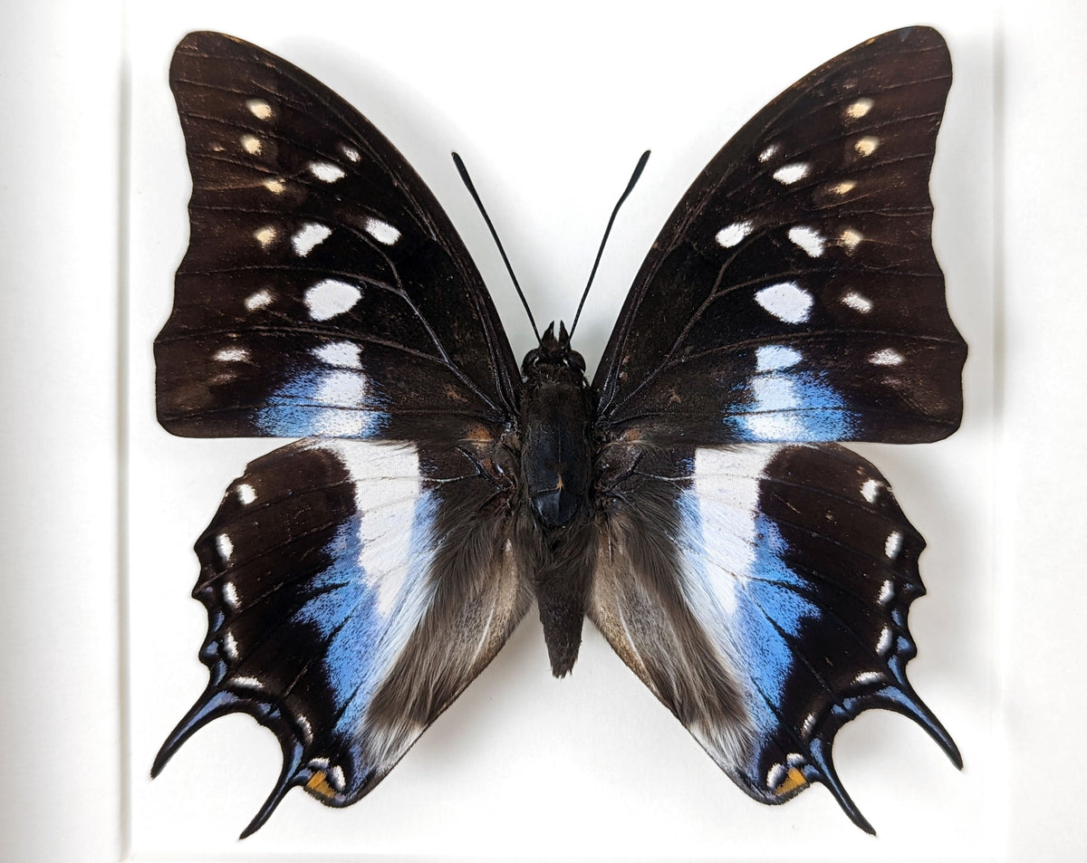 Real framed butterfly, Polyura cognatus blue nawab of Sulawesi – InsectArt