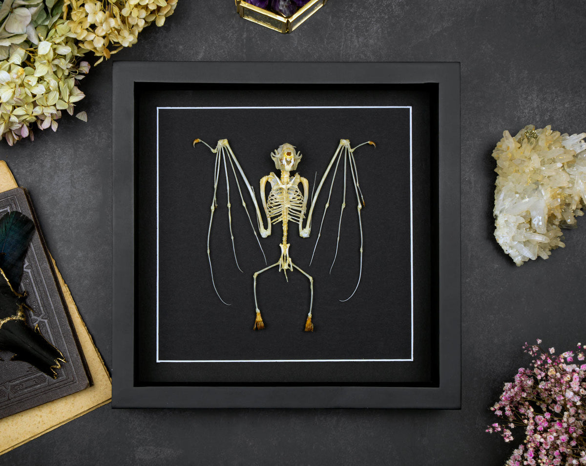 Real framed flying fox, Cynopterus sphinx short-nosed flying fox ...