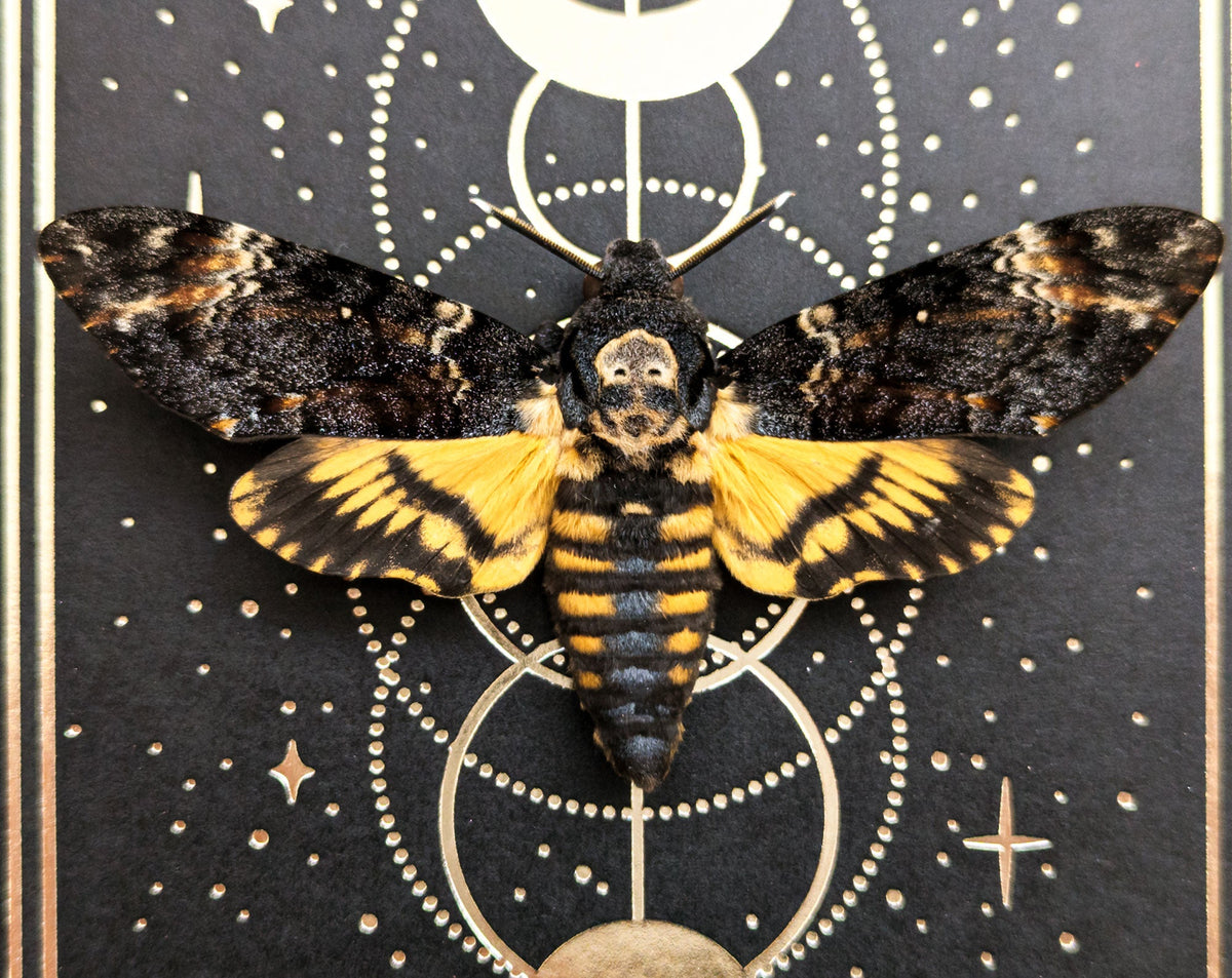 Echte Totenkopfmotte Acherontia atropos mit Sterne und Mond Goldprint ...