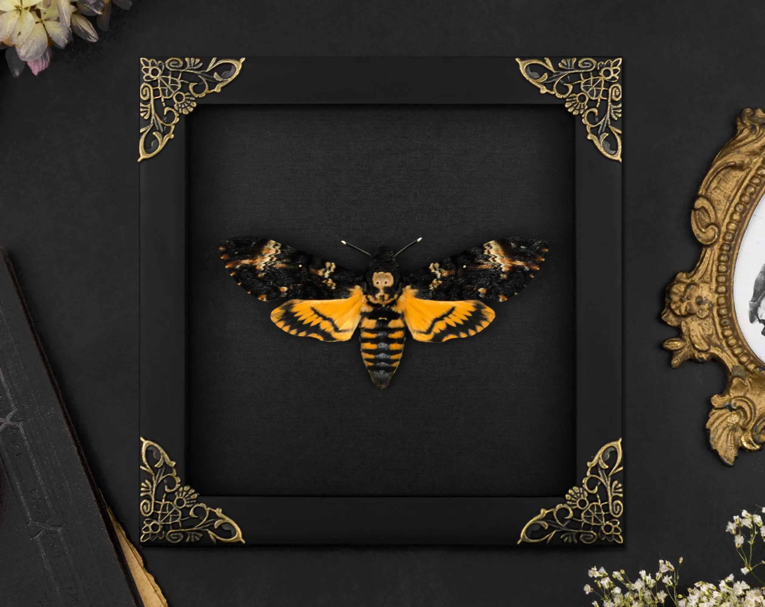 InsectArt - De vrais papillons et insectes dans un cadre