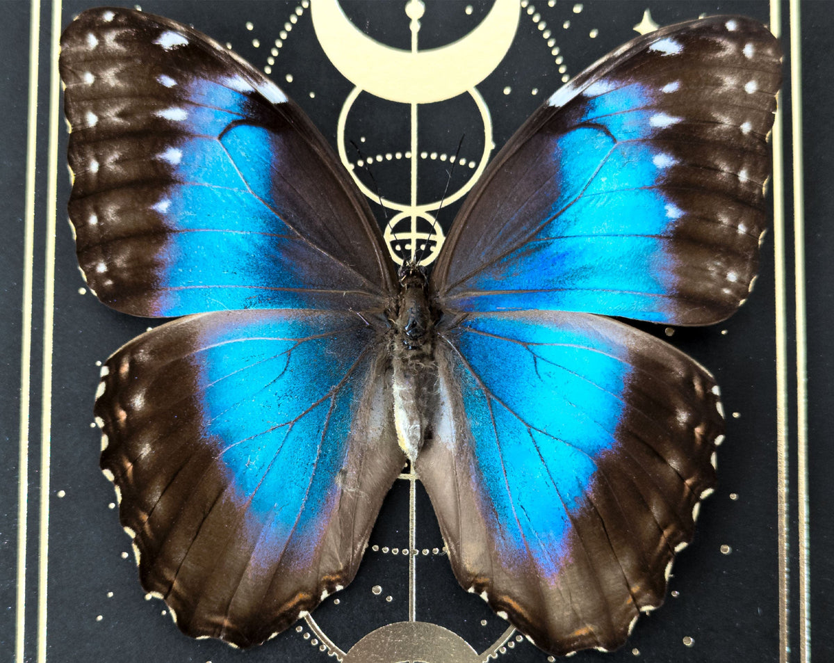 Real framed moth, moth Actias rhodopneuma Pink Spirit Moth male with ...