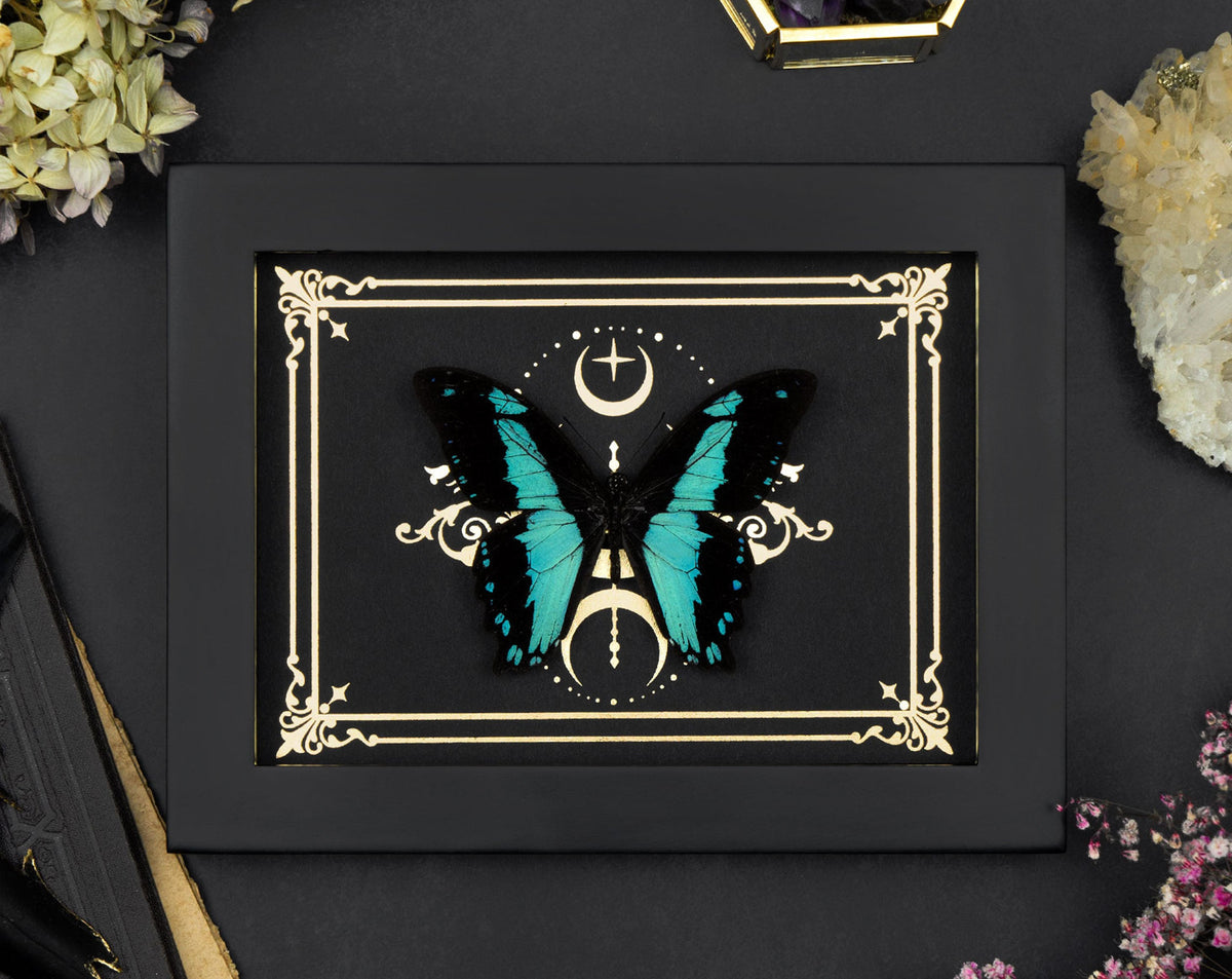 Real green framed butterfly, Papilio bromius swallowtail with moon gold ...