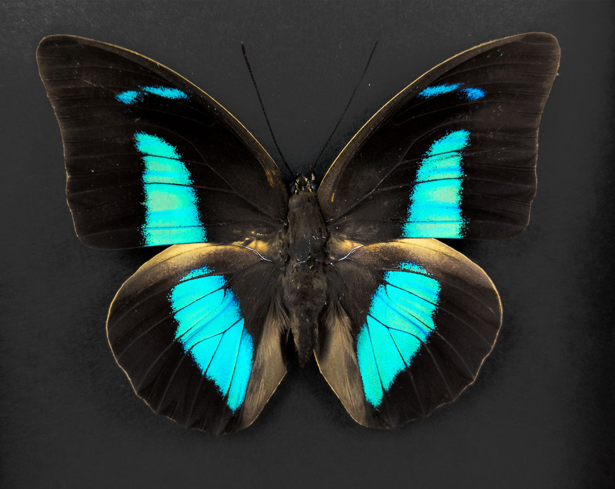 Echter schwarz-blauer Schmetterling Prepona demophon im Vintage Barock ...