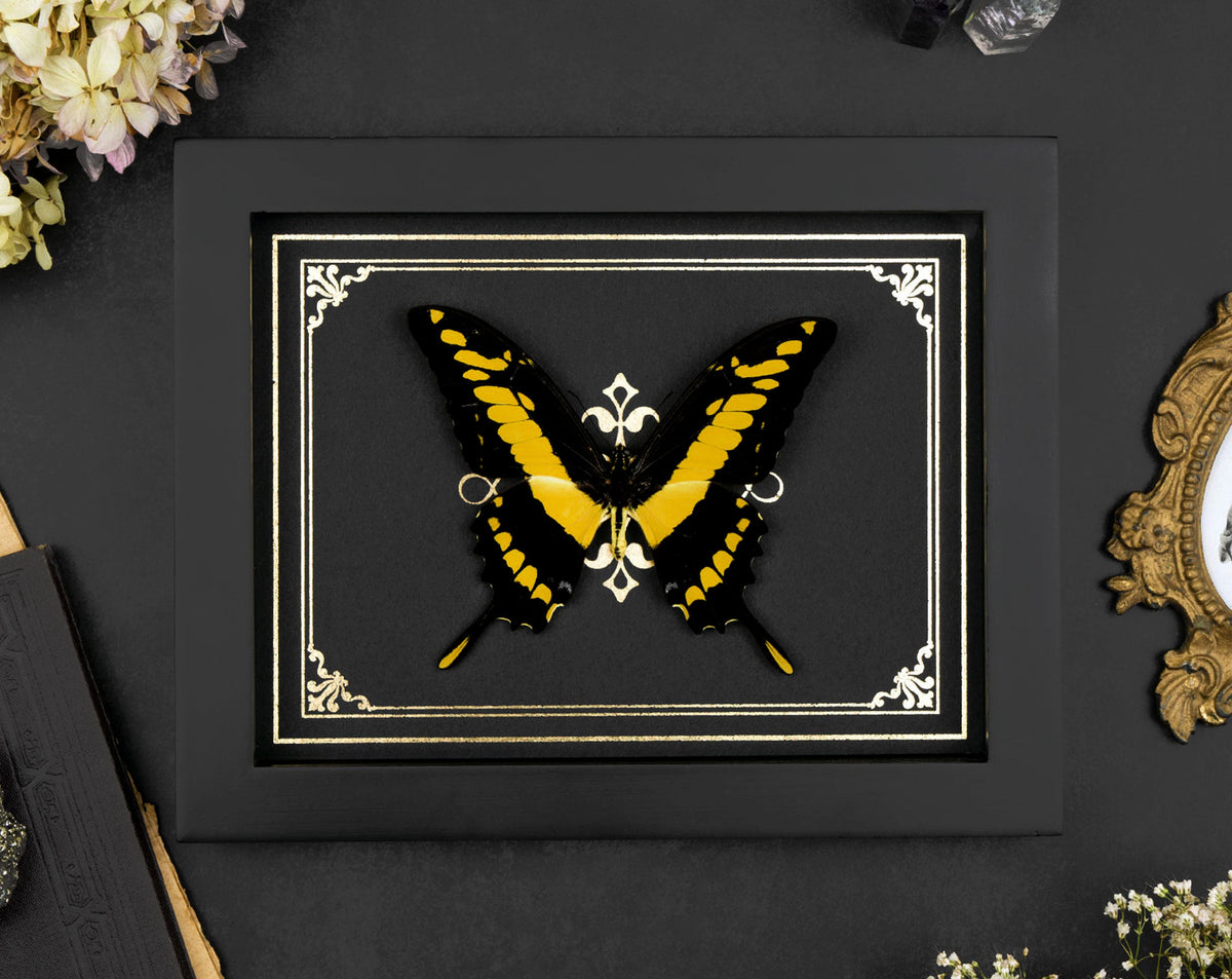 Real yellow framed butterfly, Papilio thoas Royal Swallowtail with ...