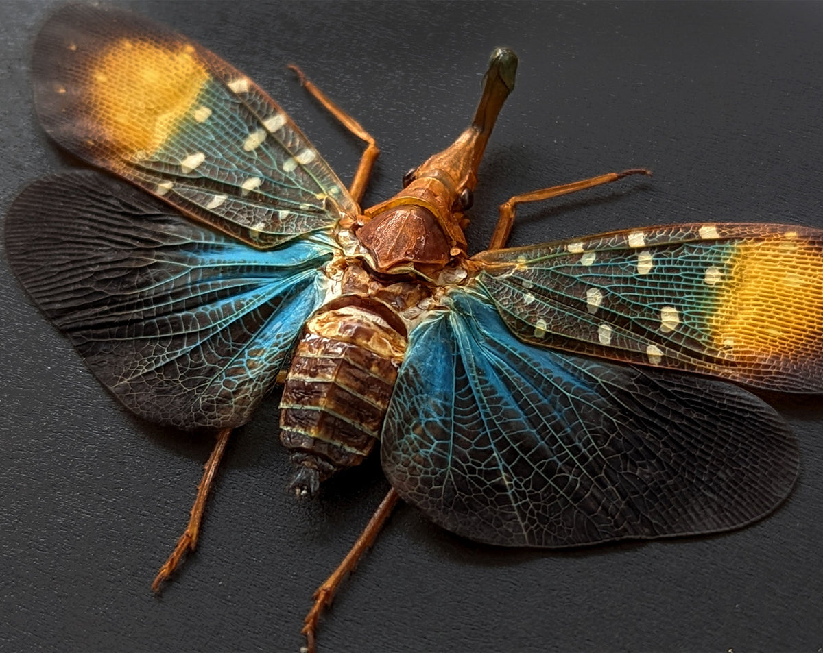 Real rainbow cicada Pyrops gunjii in vintage baroque frame – InsectArt